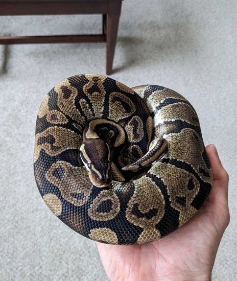 'Galahad' Normal Adult Male Ball Python by Badgerland Reptile Rescue