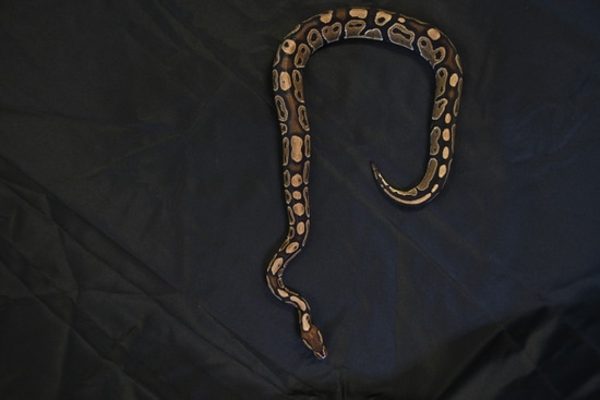 'Elmer' Adult Male Normal Ball Python by Badgerland Reptile Rescue