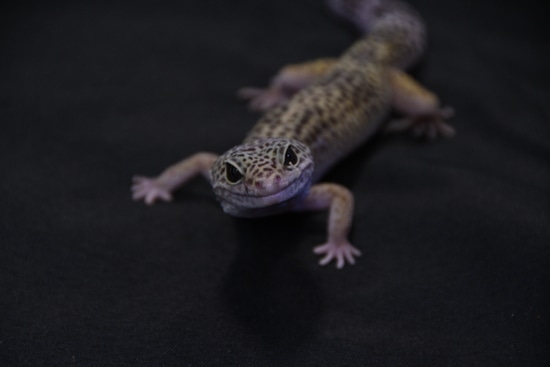 'Lucky' Normal Adult Male Leopard Gecko' by Badgerland Reptile Rescue