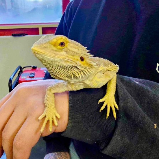 'Little Dude' - Adult Male Normal Bearded Dragon Central Bearded Dragon ...