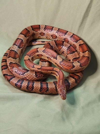'Speedy' Adult Male Normal Corn Snake by Badgerland Reptile Rescue