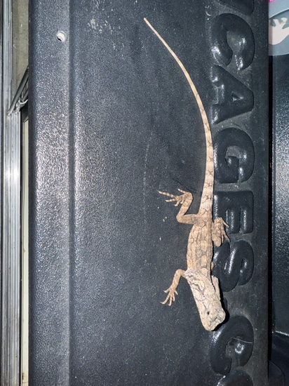 Captive Hatched 2024 Frilled Lizard Female Juvenile by Kats Ink&Fang