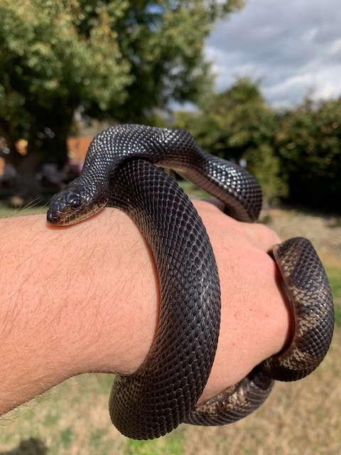 Black Pine Snake by Milli'sColubrids - MorphMarket