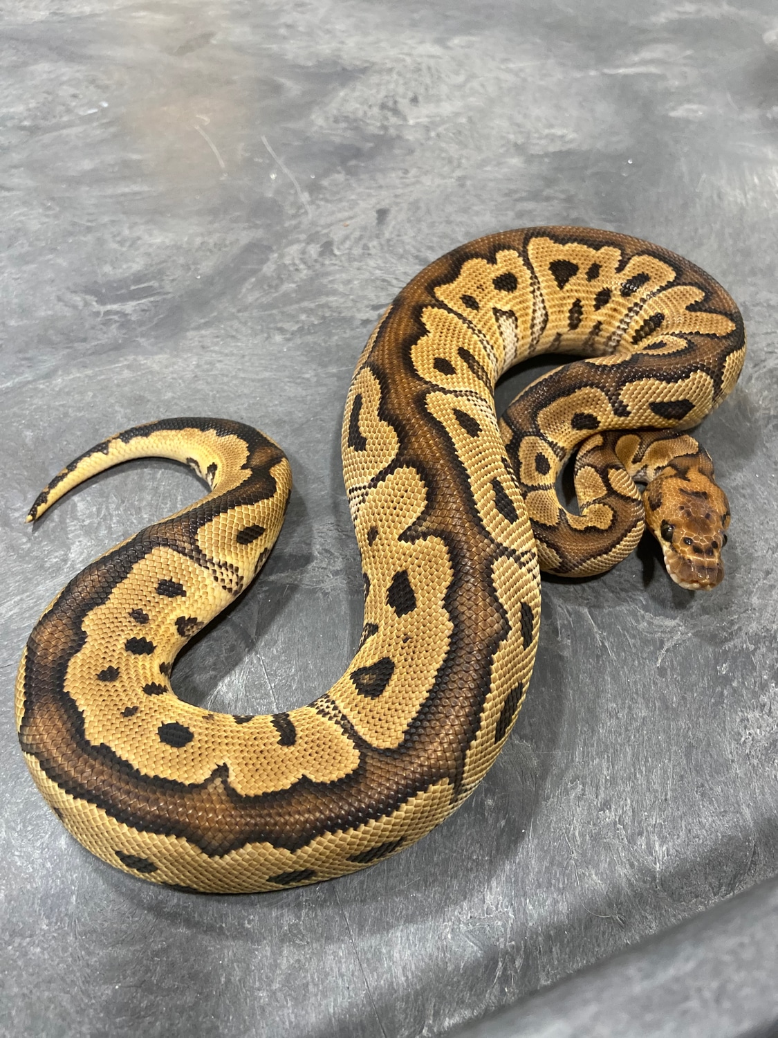 Clown Male Ball Python by BSturgeon Reptiles - MorphMarket