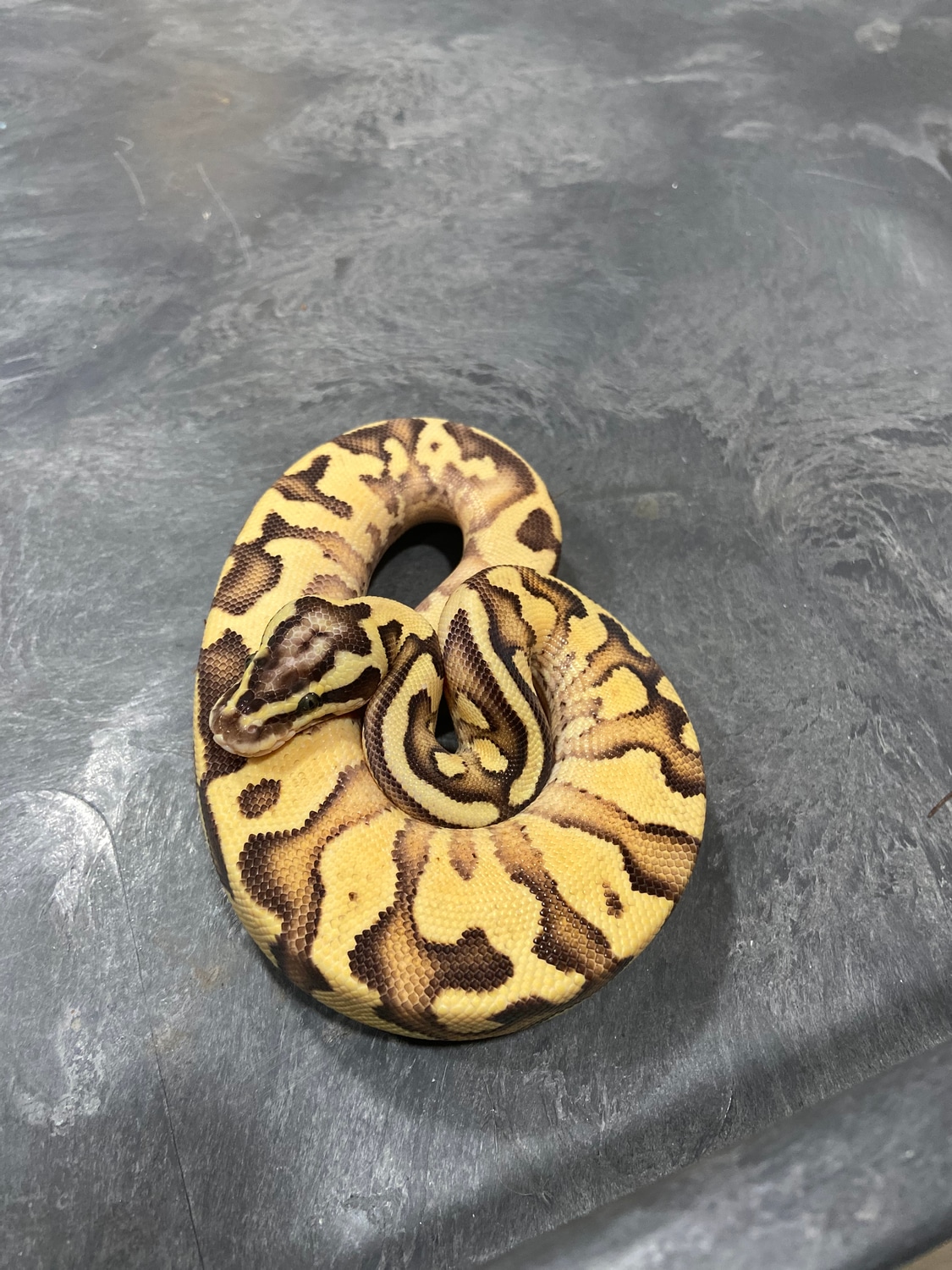 Enchi Firefly YB Het Pied Ball Python by BSturgeon Reptiles - MorphMarket