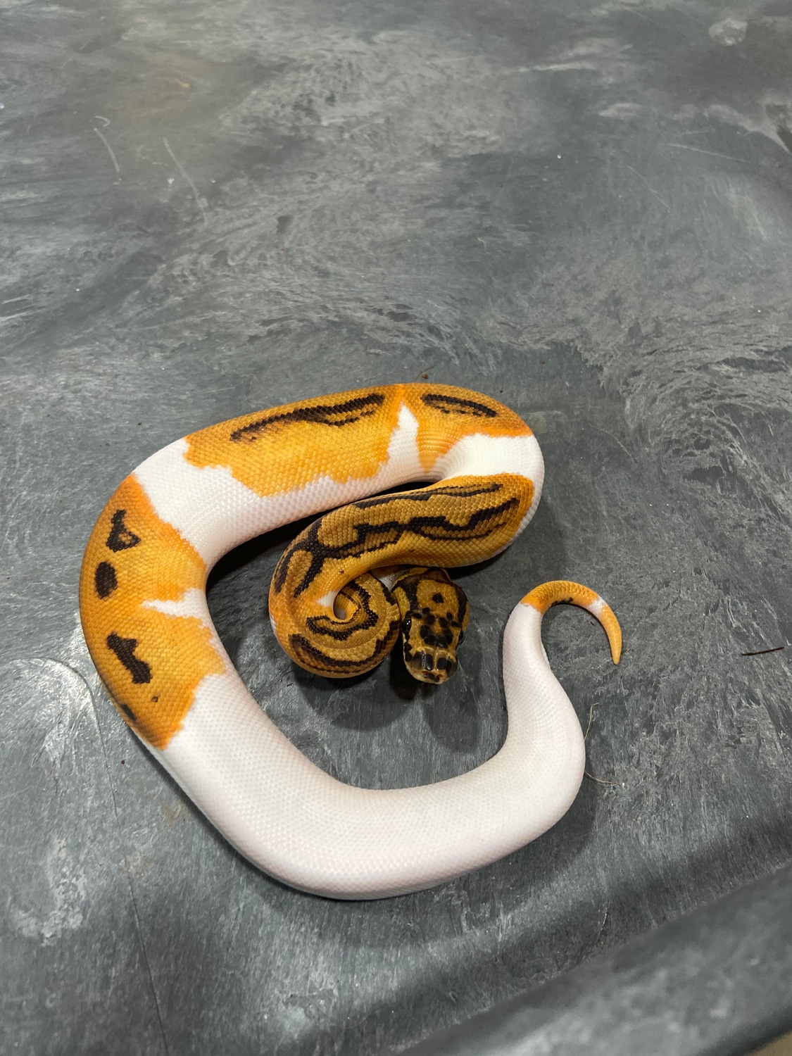 OD Clown Pied Ball Python by BSturgeon Reptiles - MorphMarket