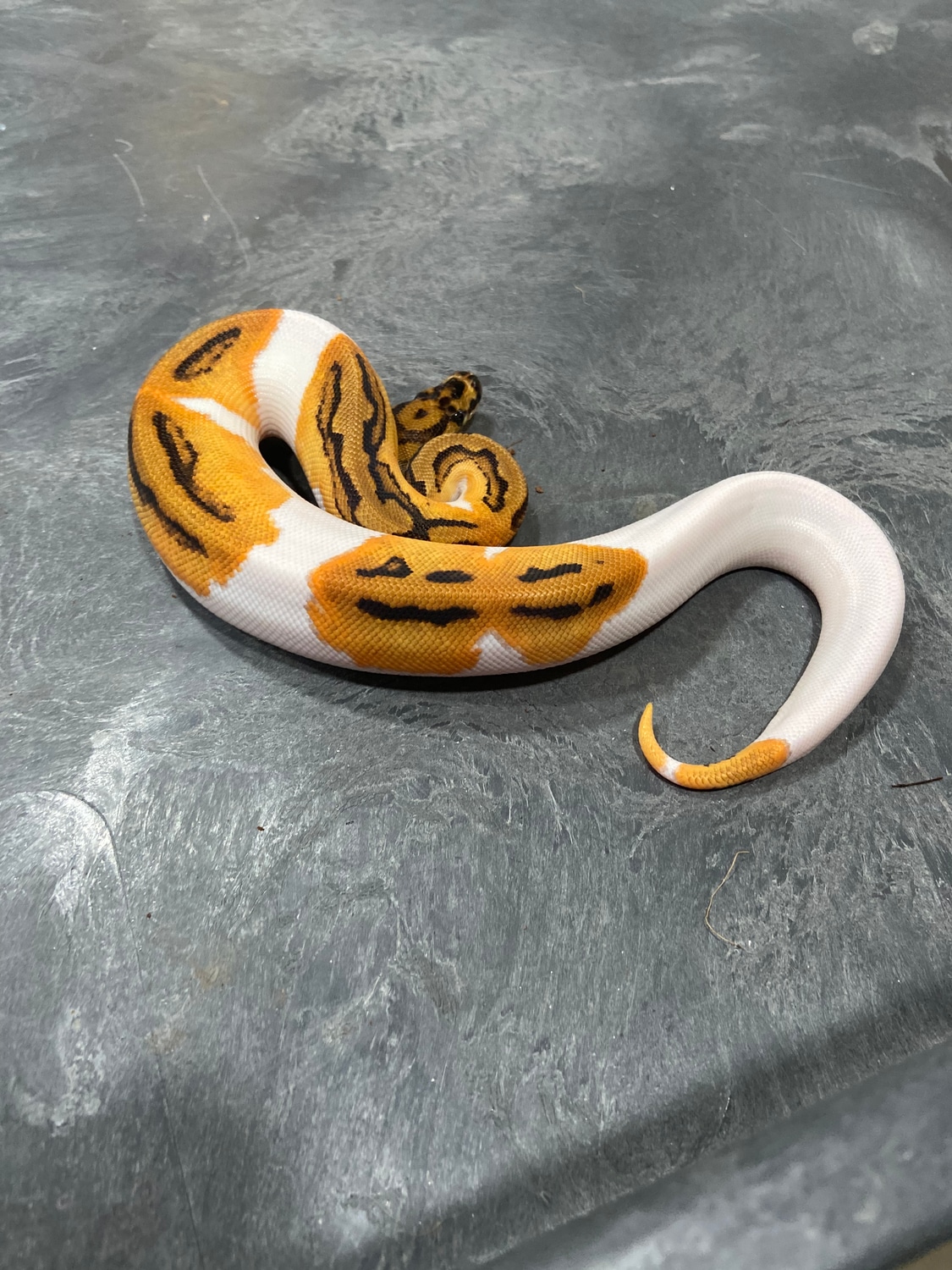OD Clown Pied Ball Python by BSturgeon Reptiles - MorphMarket