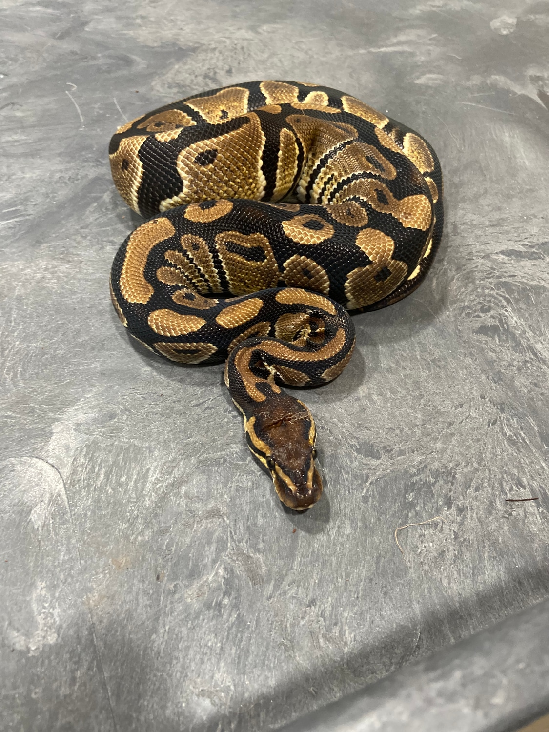 Tpl Het DG Hypo Clown Ball Python by BSturgeon Reptiles - MorphMarket