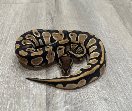 OD Clown Pied Ball Python by BSturgeon Reptiles - MorphMarket
