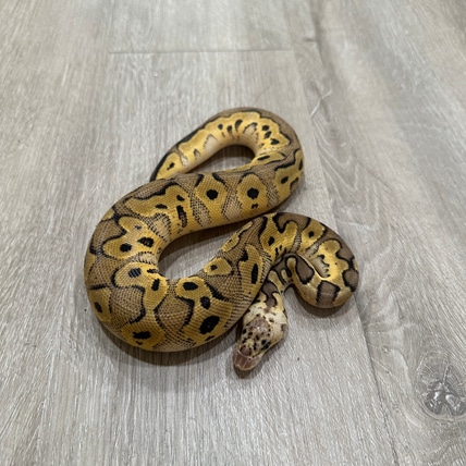 OD Clown Pied Ball Python by BSturgeon Reptiles - MorphMarket