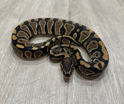 OD Clown Pied Ball Python by BSturgeon Reptiles - MorphMarket