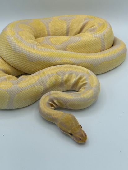 Pastel Lavender Pos Het Pied (Proven Breeder) Ball Python by BSturgeon ...