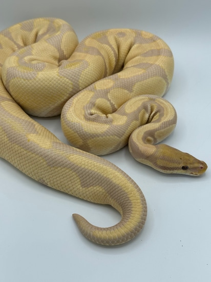 Lavender Albino (Proven Breeder Ball Python by BSturgeon Reptiles