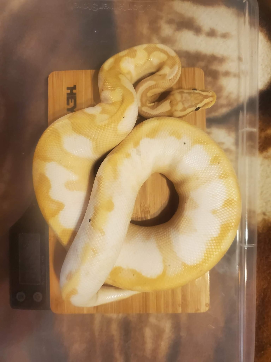Female Enchi Calico Pastel Banana/coral Glow Ball Python by Ekans Art ...