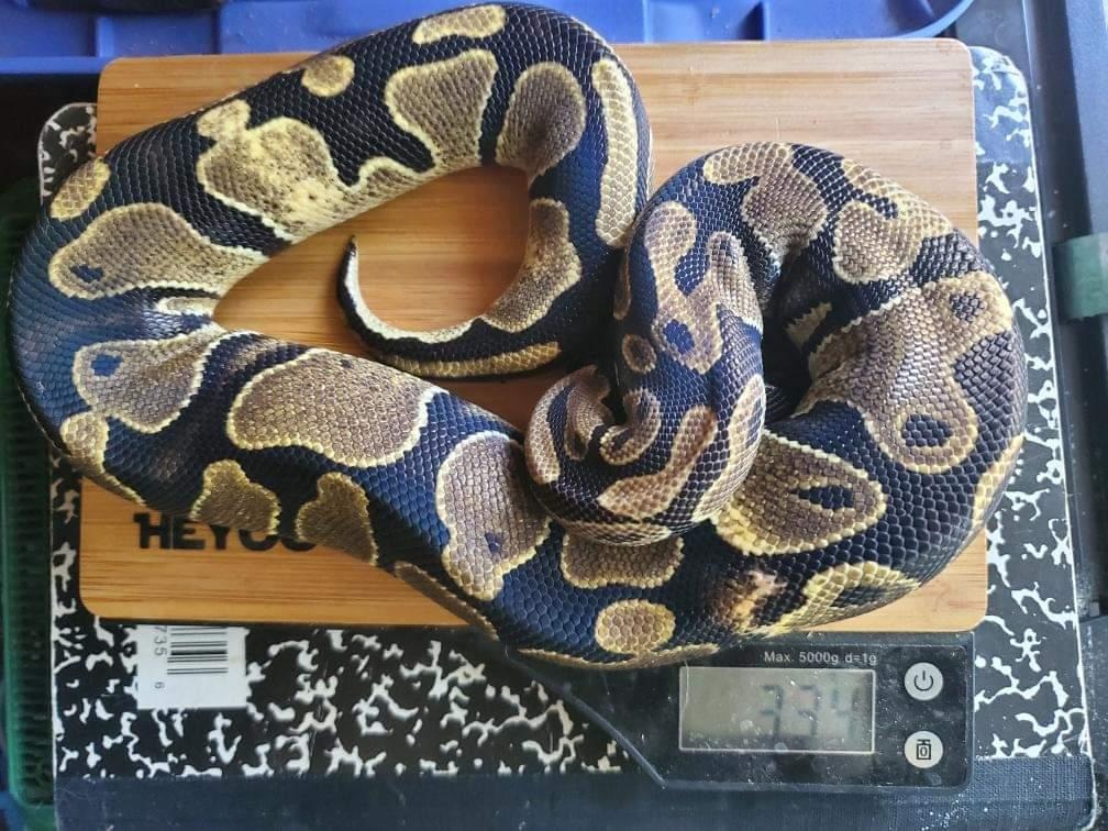 Paradox Het Pied Ball Python by Ekans Art Exchange - MorphMarket