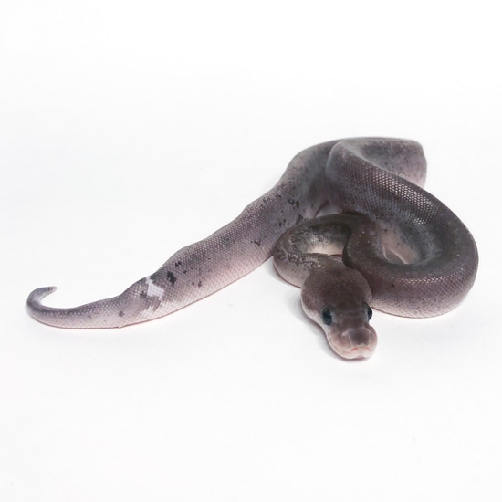 Silver Bullet Pos Sandblast Ball Python by Ekans Art Exchange