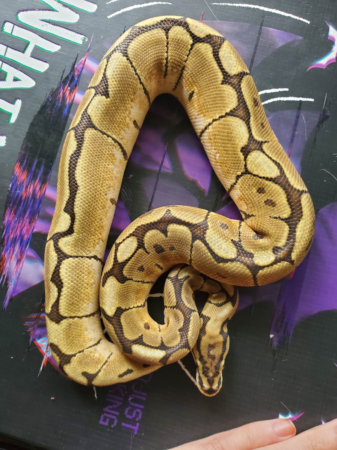 Special Spider Het Clown Free Shipping Ball Python by Ekans Art ...