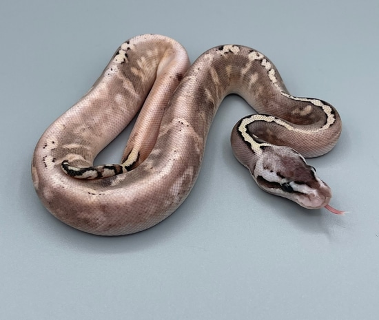 Super Pastel GHI Calico Yellow Belly Ball Python by Ekans Art Exchange