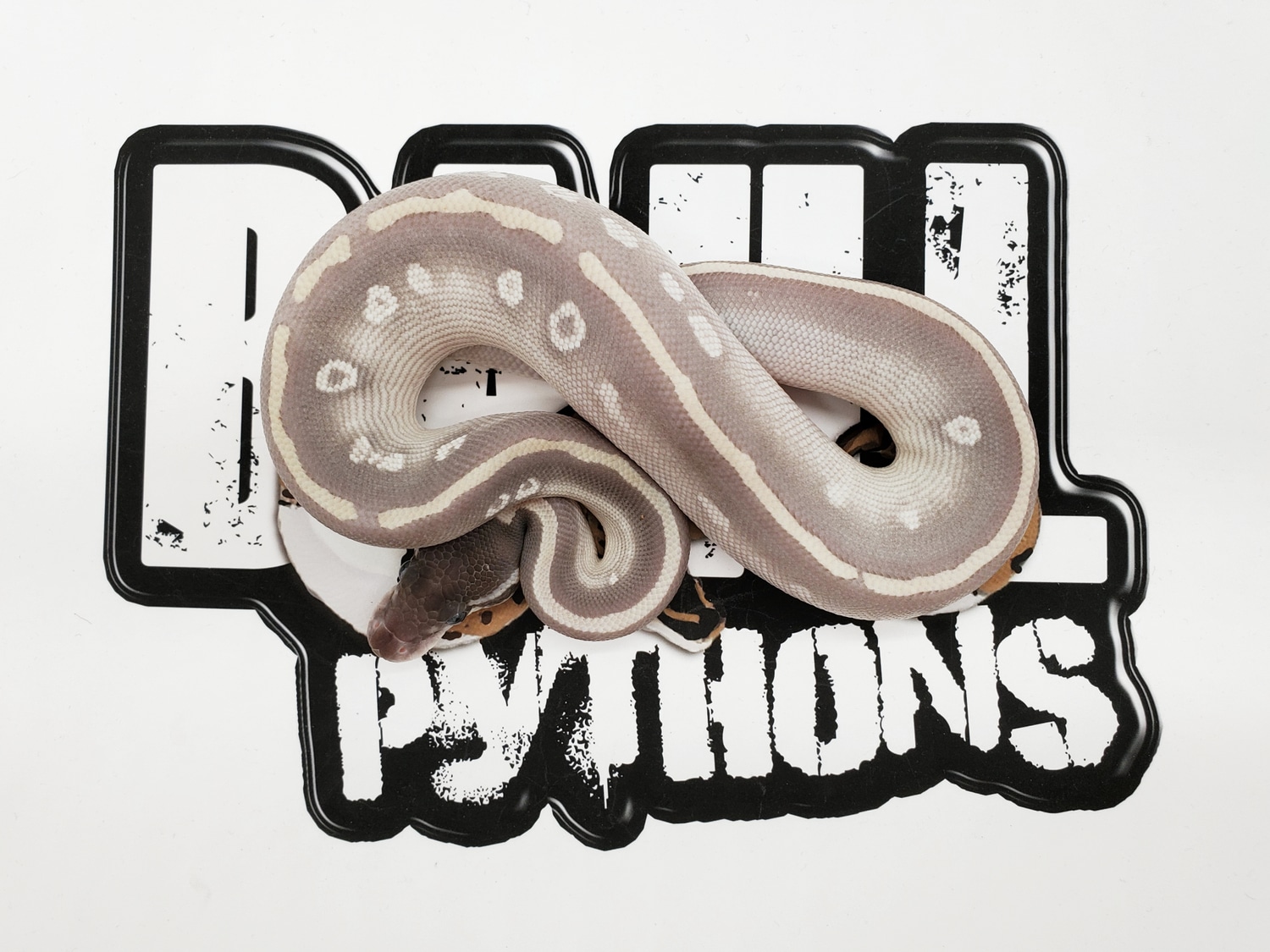Mystic Potion Ball Python by Bahl Pythons - MorphMarket