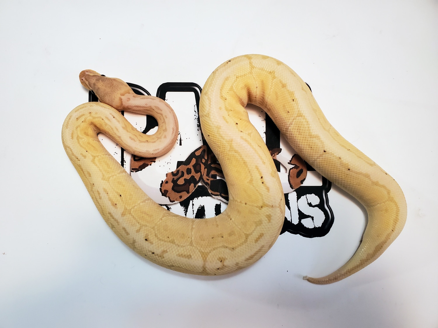 Banana Pinstripe 50% Het VPI Axanthic 50% Het Clown Ball Python by Bahl ...