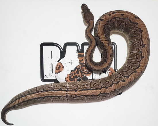 Female Pinstripe 50% Het Clown 50% Het VPI Axanthic Ball Python by Bahl ...