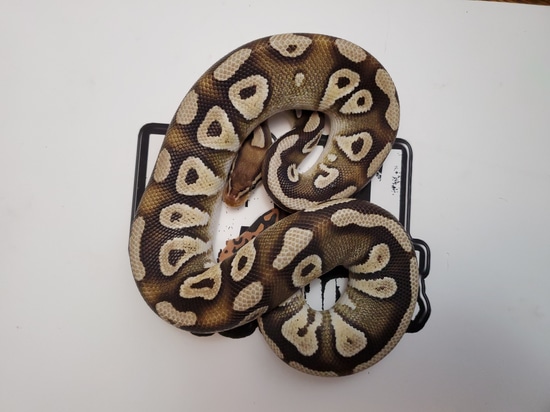 Pastave Ball Python by Bahl Pythons