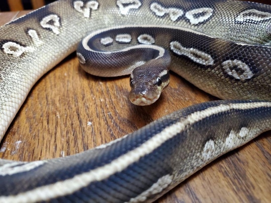 Blackhead Mojave Ball Python by Bahl Pythons