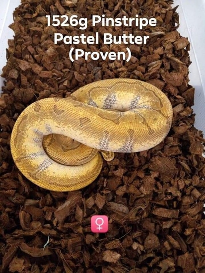 Pinstripe Pastel Butter Ball Python by Free State Ballz