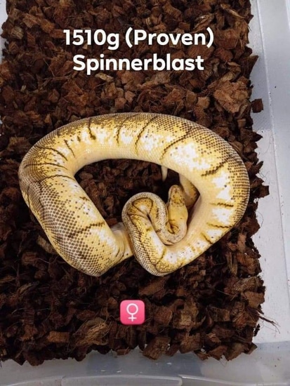 Spinner Blast Ball Python by Free State Ballz