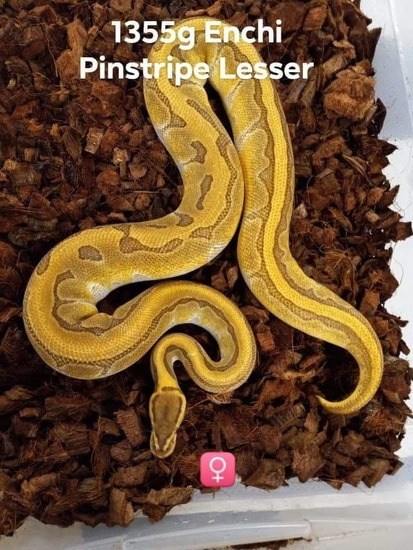 Enchi Pinstripe Lesser Ball Python by Free State Ballz