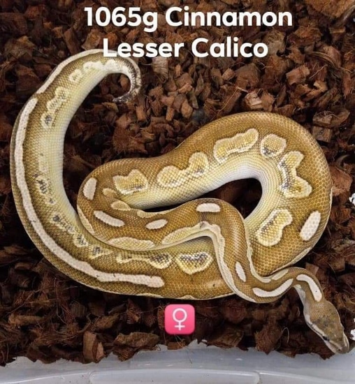 Cinnamon Lesser Calico Ball Python by Free State Ballz