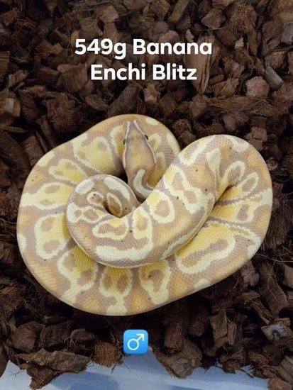Banana Enchi Blitz Ball Python by Free State Ballz