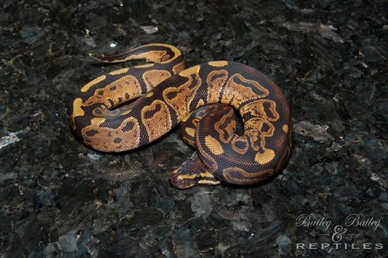 Sable #11 Ball Python by Bailey & Bailey Reptiles