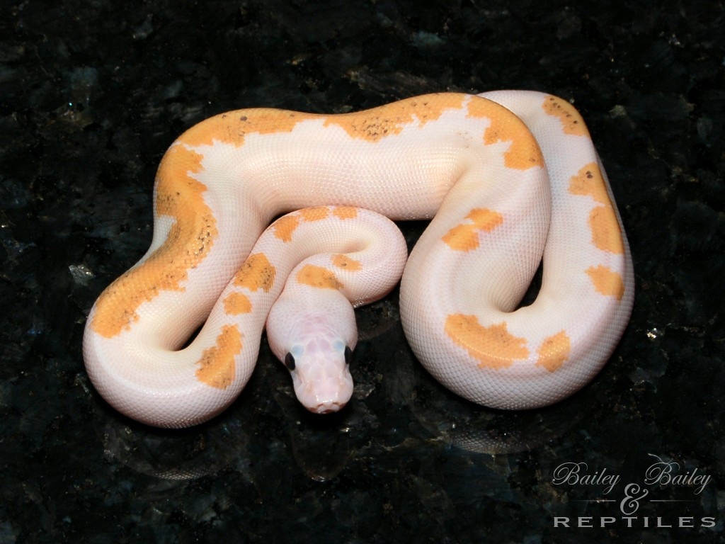 Super Sulfur #1 Ball Python by Bailey & Bailey Reptiles - MorphMarket