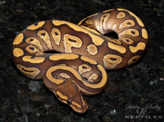 Mojave Red Stripe #1 Ball Python by Bailey & Bailey Reptiles