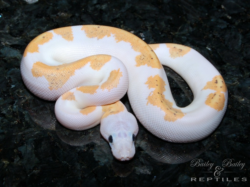 Super Sulfur #3 Ball Python by Bailey & Bailey Reptiles - MorphMarket