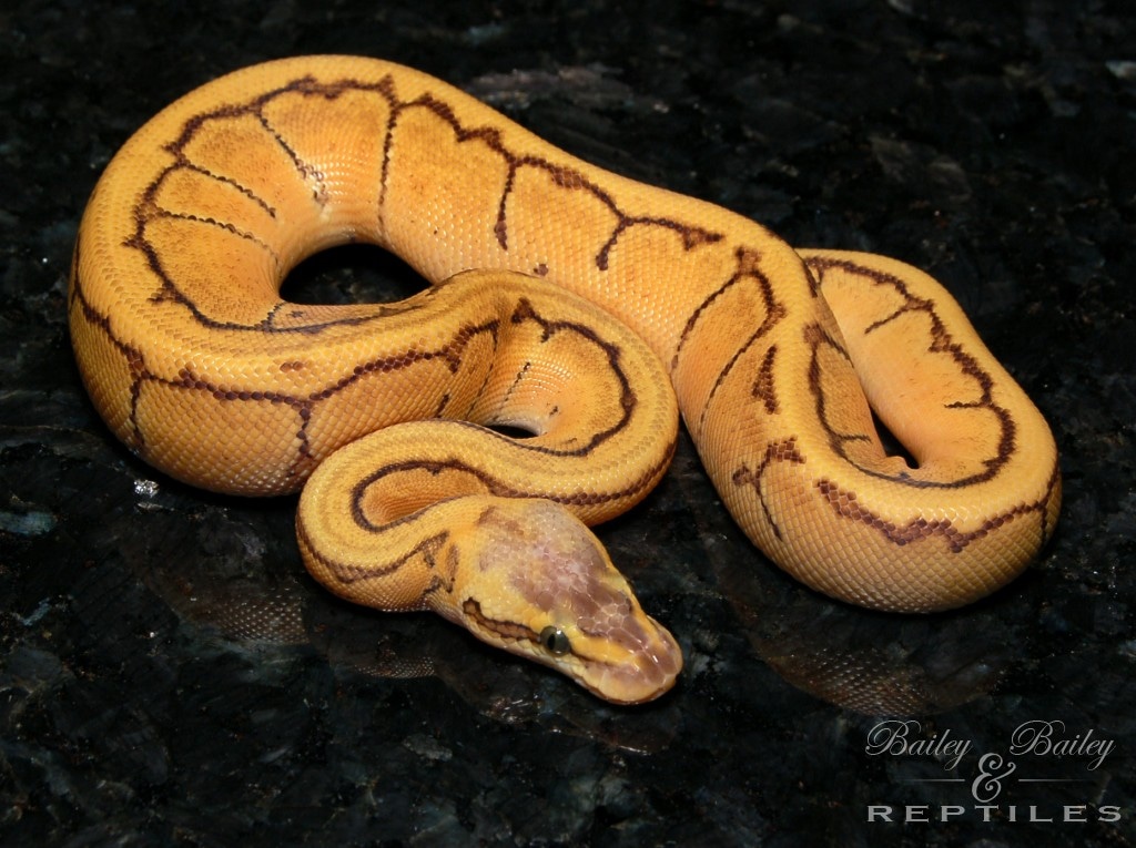 Pastel Vanilla Mystic Pinstripe #1 Ball Python by Bailey & Bailey ...