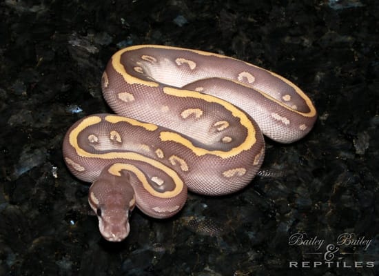 Super Phantom Yellow Belly #1 Ball Python by Bailey & Bailey Reptiles