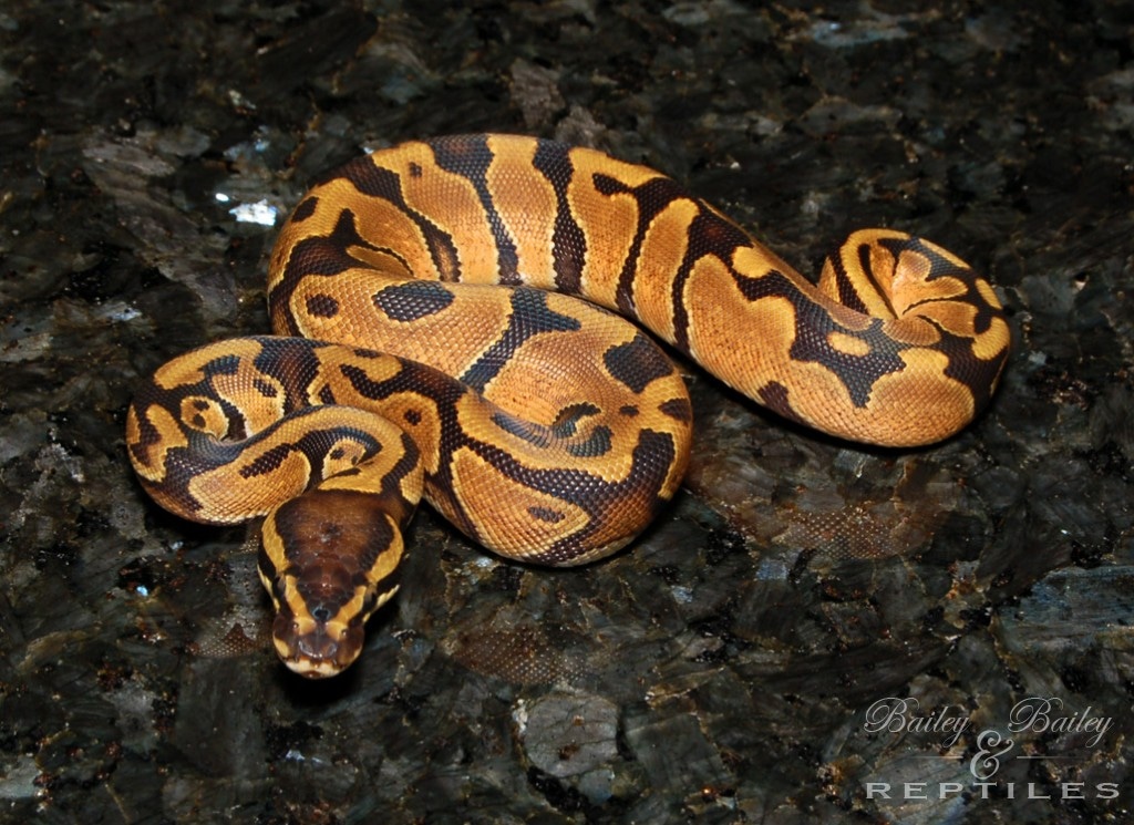 Enchi Het Pied 50% Het VPI Axanthic #5 Ball Python by Bailey & Bailey ...