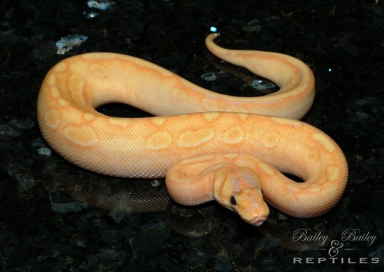 Coral Glow Enchi Champagne #1 Ball Python by Bailey & Bailey Reptiles