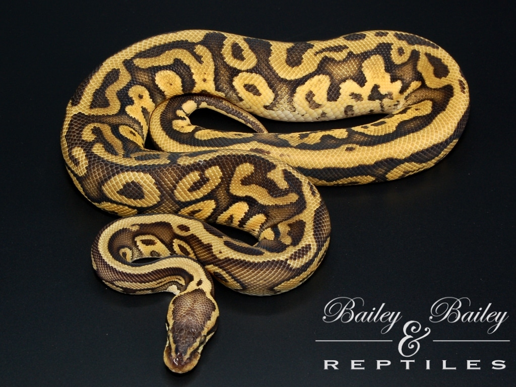 Super Pastel Leopard Ball Python by Bailey & Bailey Reptiles - MorphMarket