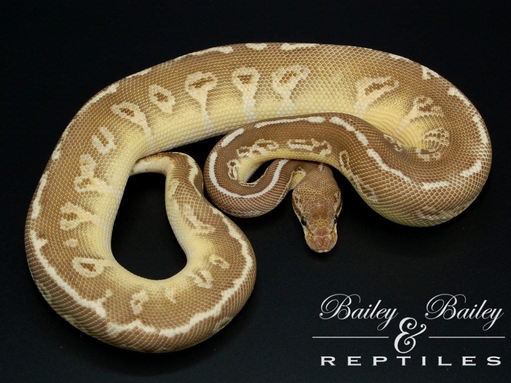 Pastel Soul Sucker Possible Sugar Ball Python by Bailey & Bailey ...