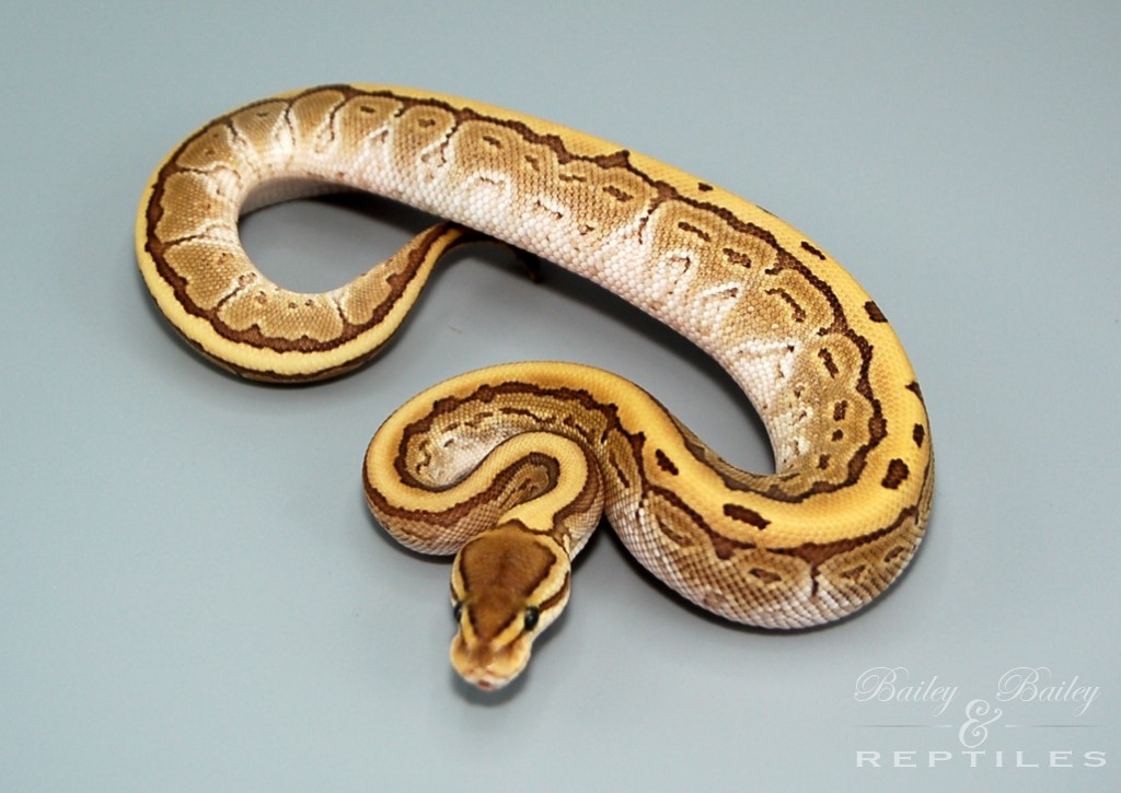 Kingpin Het VPI Axanthic Ball Python by Bailey & Bailey Reptiles ...