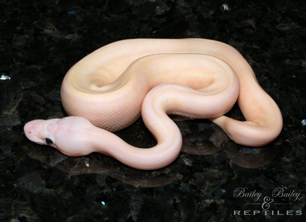 Pastel Hidden Gene Woma Puma Ball Python by Bailey & Bailey Reptiles ...