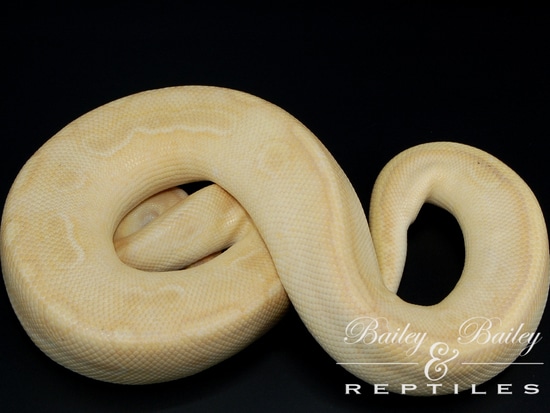Coral Glow Champagne Enchi Ball Python by Bailey & Bailey Reptiles