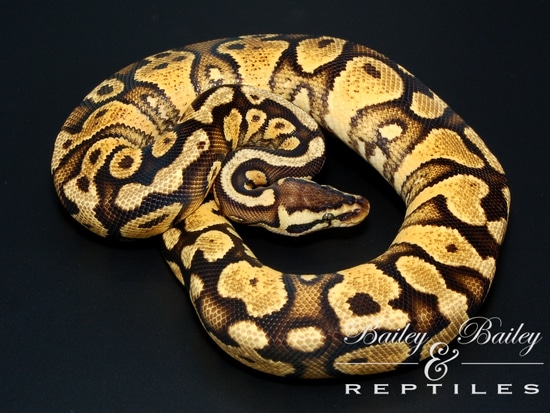 Pastel Yellow Belly Mirage Ball Python by Bailey & Bailey Reptiles