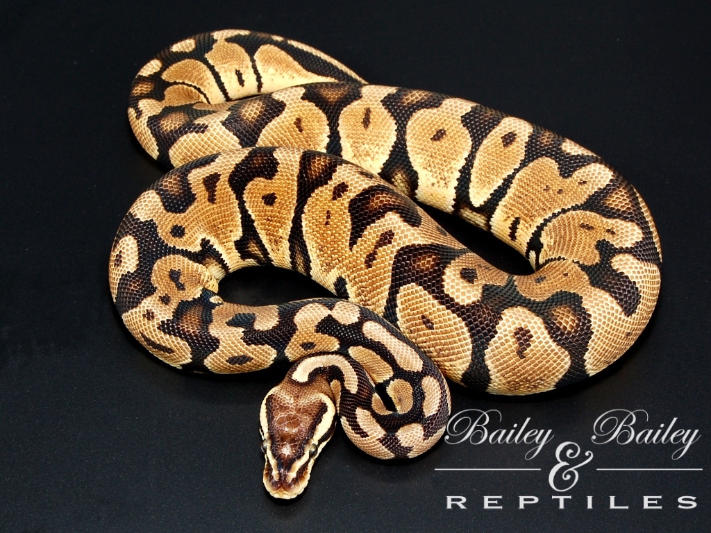 Scaleless Head Pastel Ball Python by Bailey & Bailey Reptiles - MorphMarket