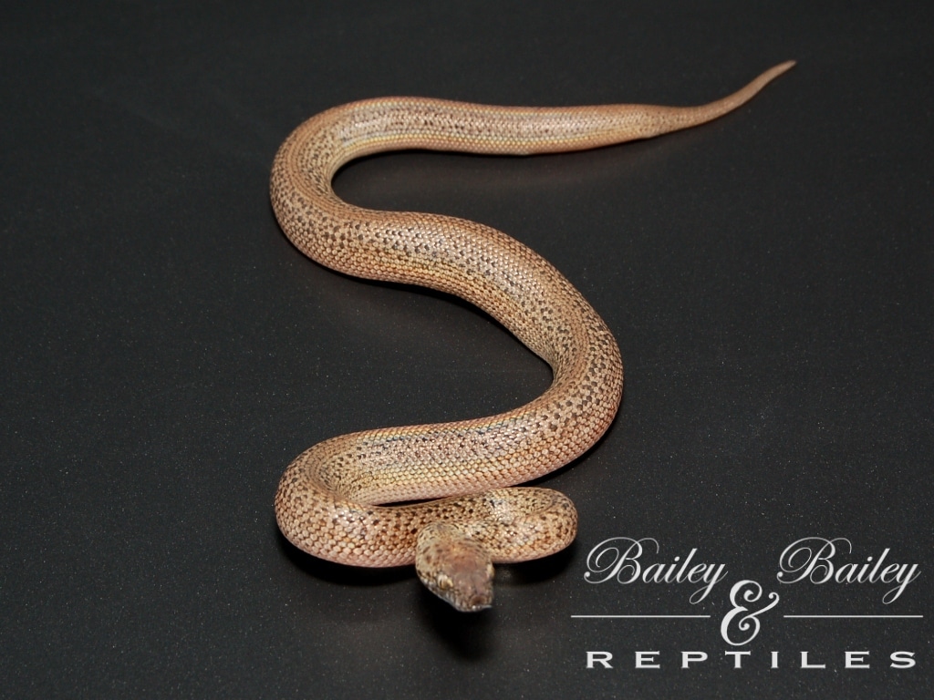 Granite Spotted Python by Bailey & Bailey Reptiles - MorphMarket