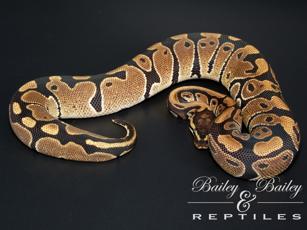 Double Het VPI Axanthic Pied Ball Python by Bailey & Bailey Reptiles ...