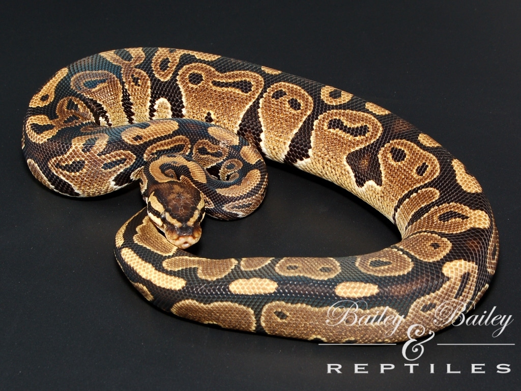 Double Het VPI Axanthic Pied Ball Python by Bailey & Bailey Reptiles ...
